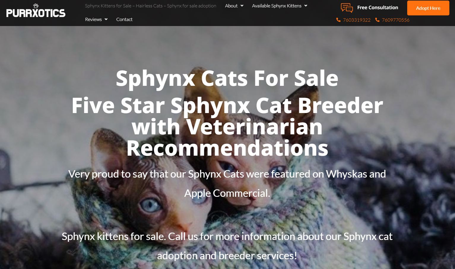 Sphynx Cat Price – syndrome-des-balkans.com
